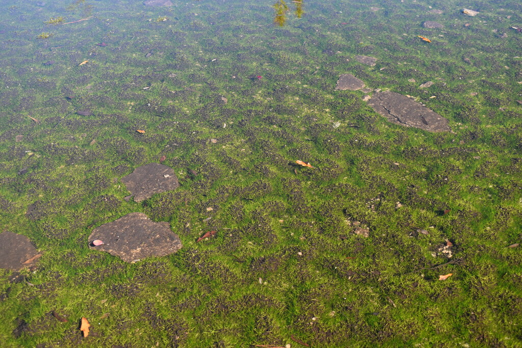 Mat-forming Quillwort in December 2024 by Liszak Kristály · iNaturalist