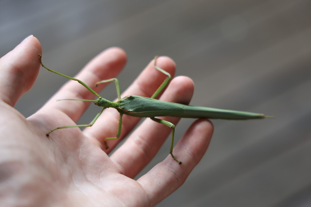Red-winged Stick Insect from Stanthorpe, AU-QL, AU on December 21, 2024 ...