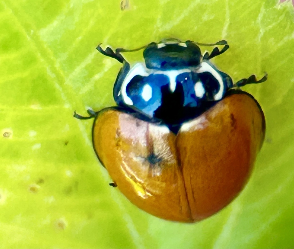 Spotless Lady Beetle from Bill Baggs Cape Florida State Park, Key ...