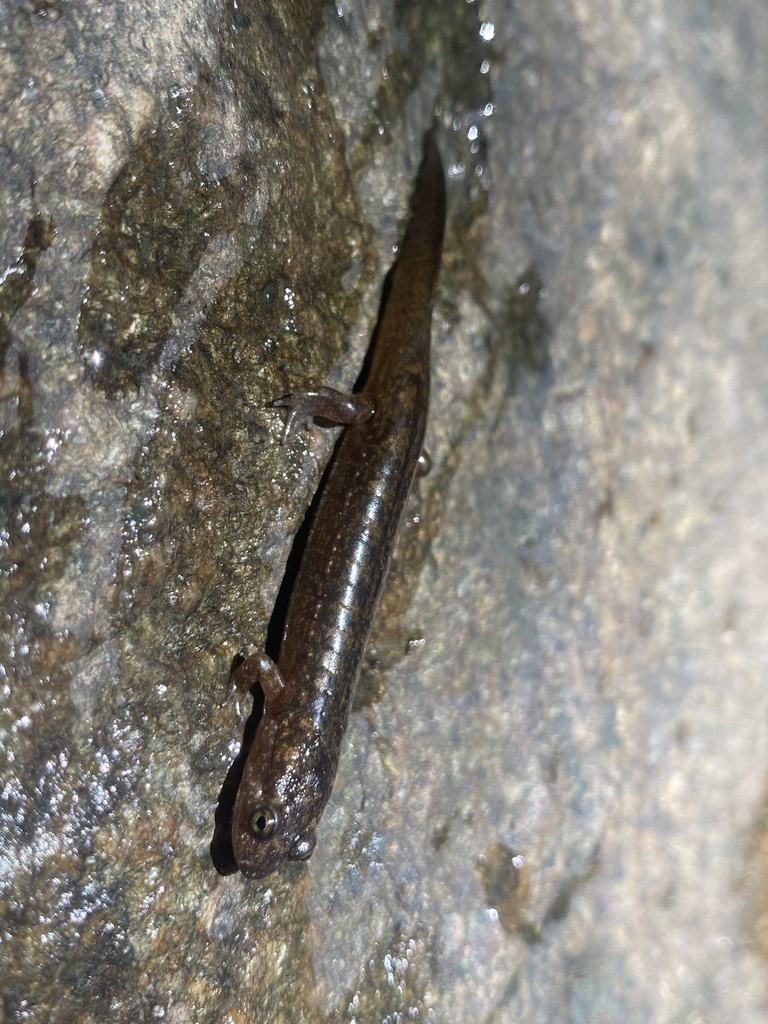 Blue Ridge Blackbelly Salamander from Pisgah National Forest, Seven ...