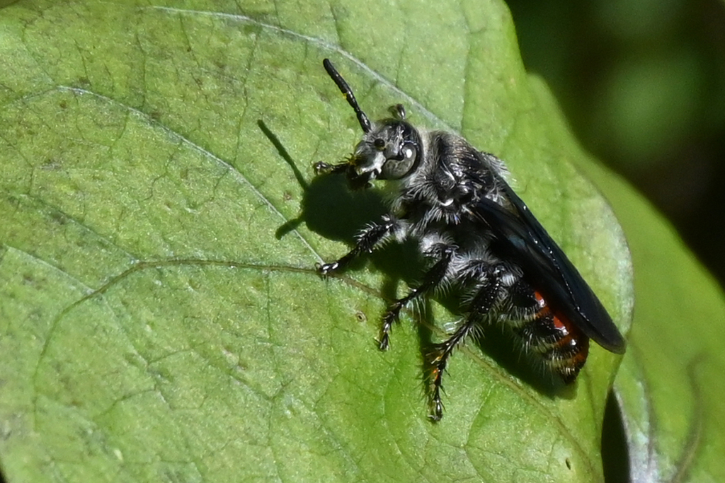 Caribbean scoliid wasp from Miami-Dade County, FL, USA on December 21 ...
