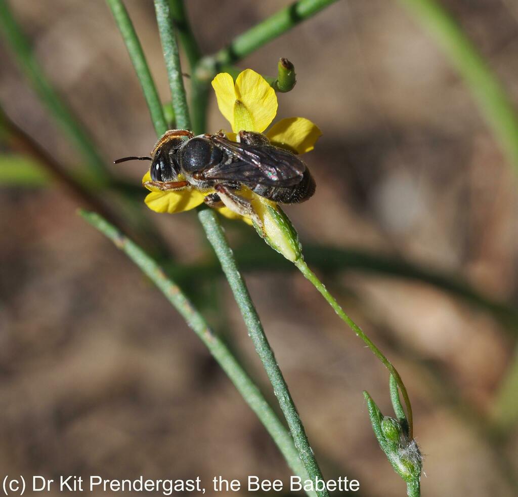 Leioproctus douglasiellus in November 2024 by Dr Kit Prendergast, the ...