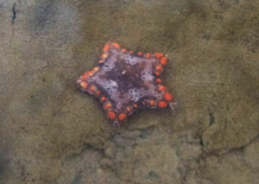 Common Biscuit Star from West Lakes Estuary, SA, Australia on April 30 ...