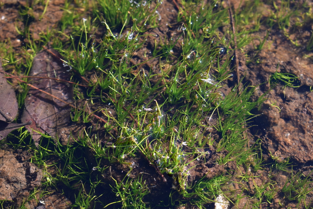 Mat-forming Quillwort in December 2024 by Liszak Kristály · iNaturalist