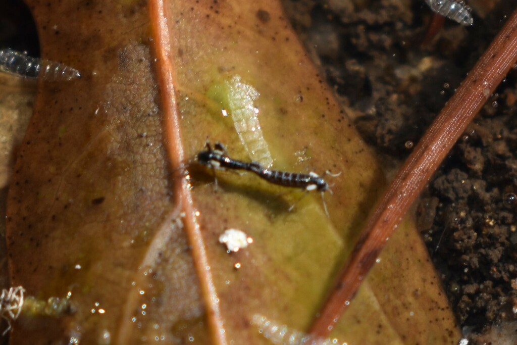 Spooner's Flightless Midge in December 2024 by Liszak Kristály ...