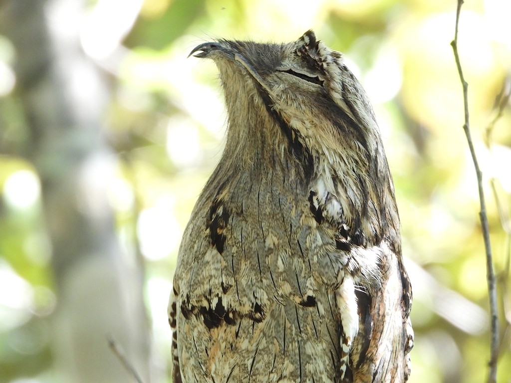 Northern Potoo from Jesus de Otoro, Intibucá, Honduras on December 15 ...