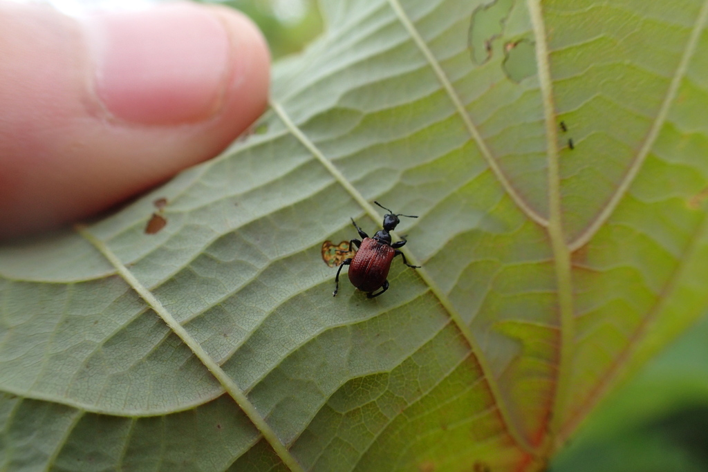 Compsapoderus erythropterus in September 2015 by hakkahamushi · iNaturalist