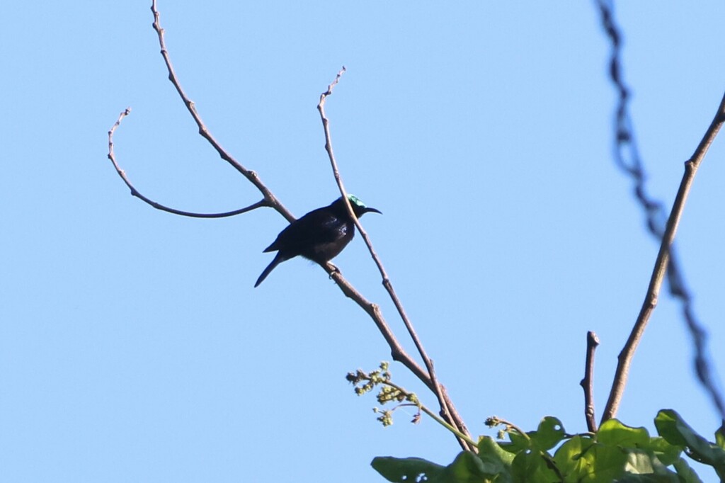 Black Sunbird from West Halmahera Regency, North Maluku, Indonesia on ...