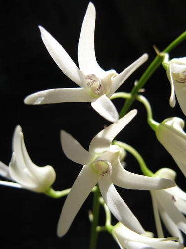 Subspecies Dendrobium jonesii jonesii · iNaturalist