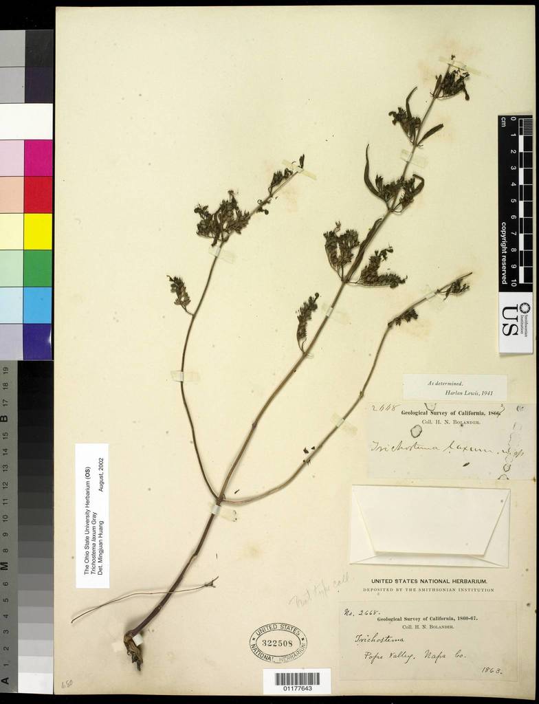 turpentine weed (Trichostema laxum) - Botanical Realm