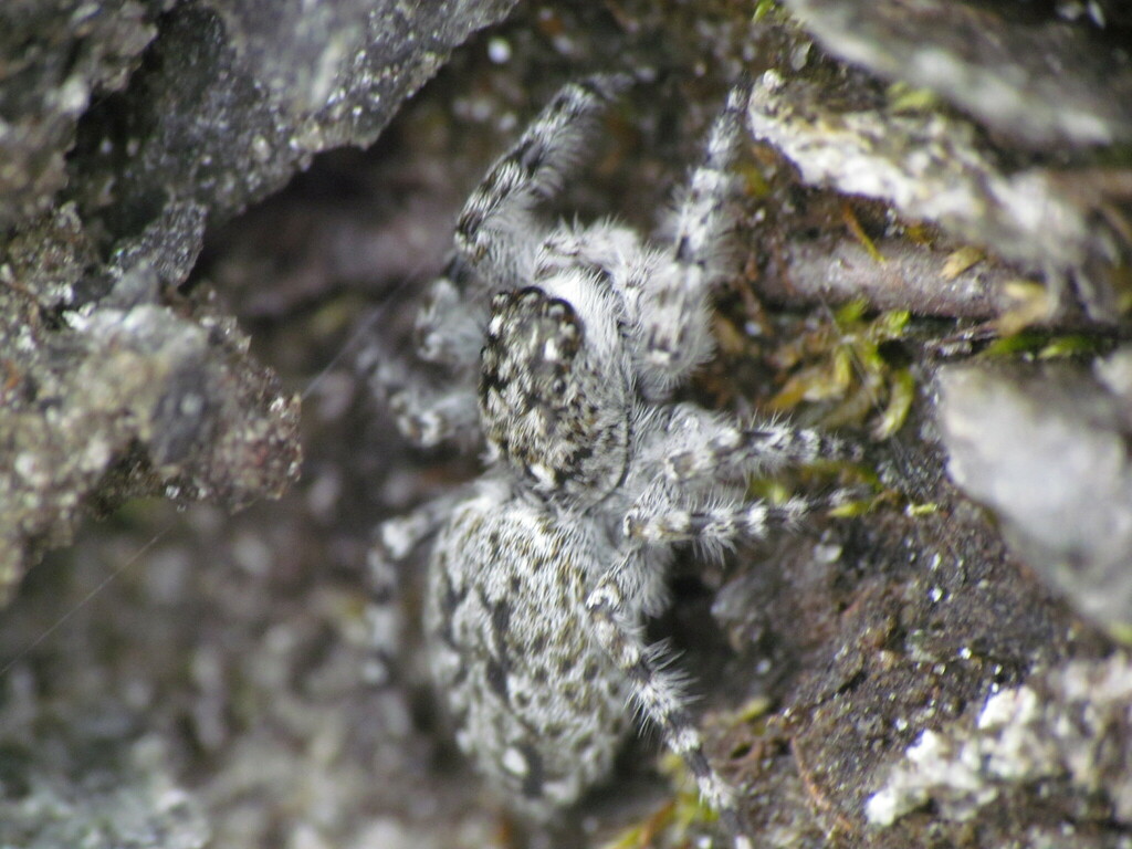 Typical Jumping Spiders from Treble Cone 9382, New Zealand on December ...