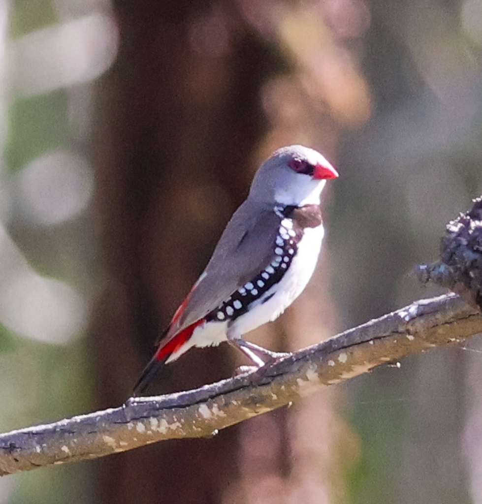Diamond Firetail in December 2024 by ispot · iNaturalist