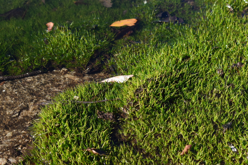 Mat-forming Quillwort in December 2024 by Liszak Kristály · iNaturalist