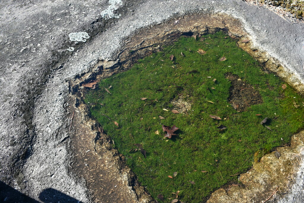 Mat-forming Quillwort in December 2024 by Liszak Kristály · iNaturalist