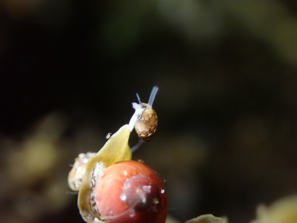 Anachis from Coffs Harbour NSW, Australia on December 8, 2024 at 09:56 ...