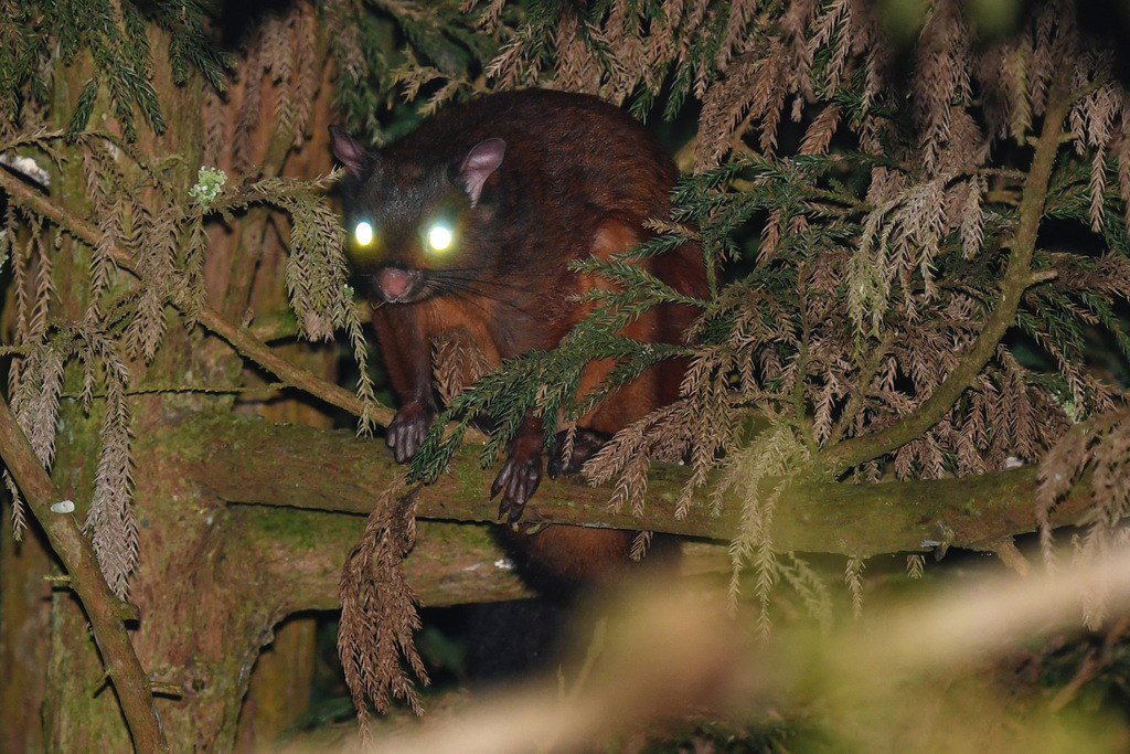 Taiwan Giant Flying Squirrel from 848台灣高雄市桃源區 on February 27, 2021 at ...