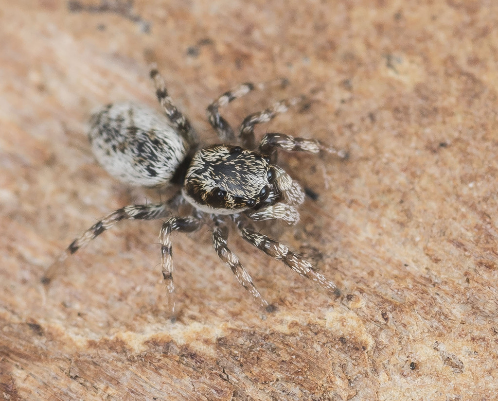 Narrow-banded Zebra Spider from Wahlstorf, 19386 Gehlsbach, Deutschland ...