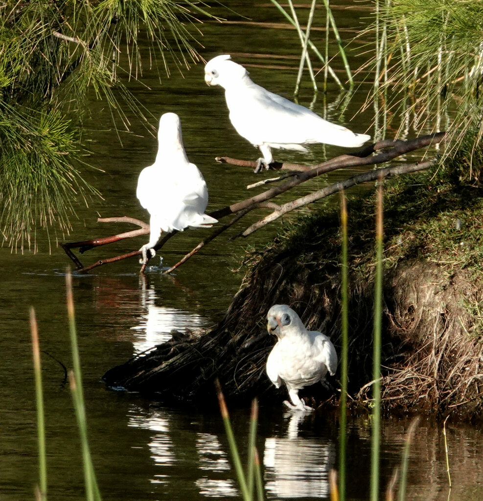 Little Corella from Lake Monger, Perth WA, Australia on December 9 ...
