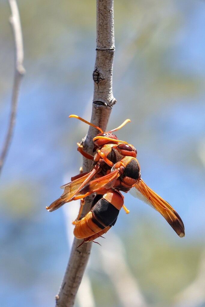Australian hornet from Glenalbyn VIC 3517, Australia on December 11 ...