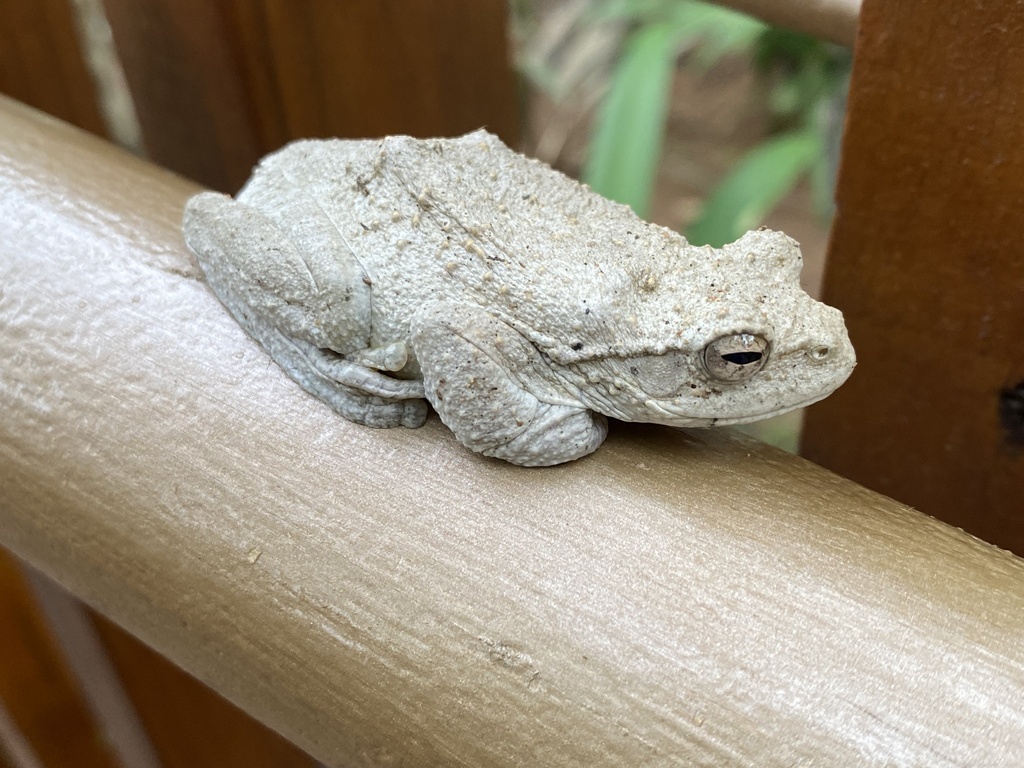 Grey Foam-nest Tree Frog from Bela-Bela, Bela-Bela, Limpopo, ZA on December 22, 2024 at 08:29 AM ...