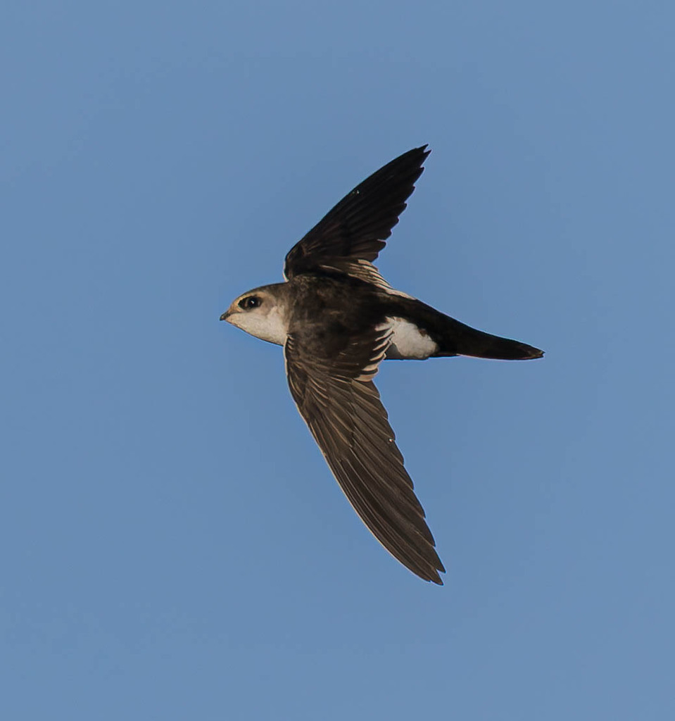 White-throated Swift from Sweetwater Reservoir, California, USA on ...