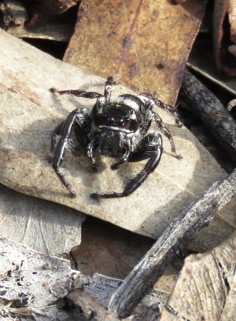 Superb Jumping Spider from Gardens of Stone SCA, Lidsdale NSW 2790 ...