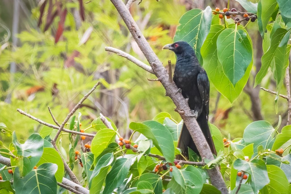 Asian Koel from Christmas Island 6798, Christmas Island on November 24 ...