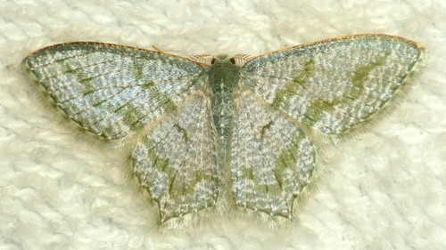 Mottled opal (Chloropteryx opalaria) · iNaturalist