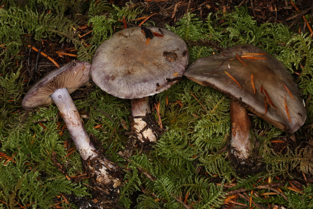 Thaxterogaster occidentalis from Randle, WA 98377, USA on October 31 ...