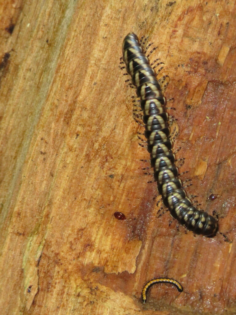 Australiosomatinae from O'Reilly QLD 4275, Australia on December 22 ...
