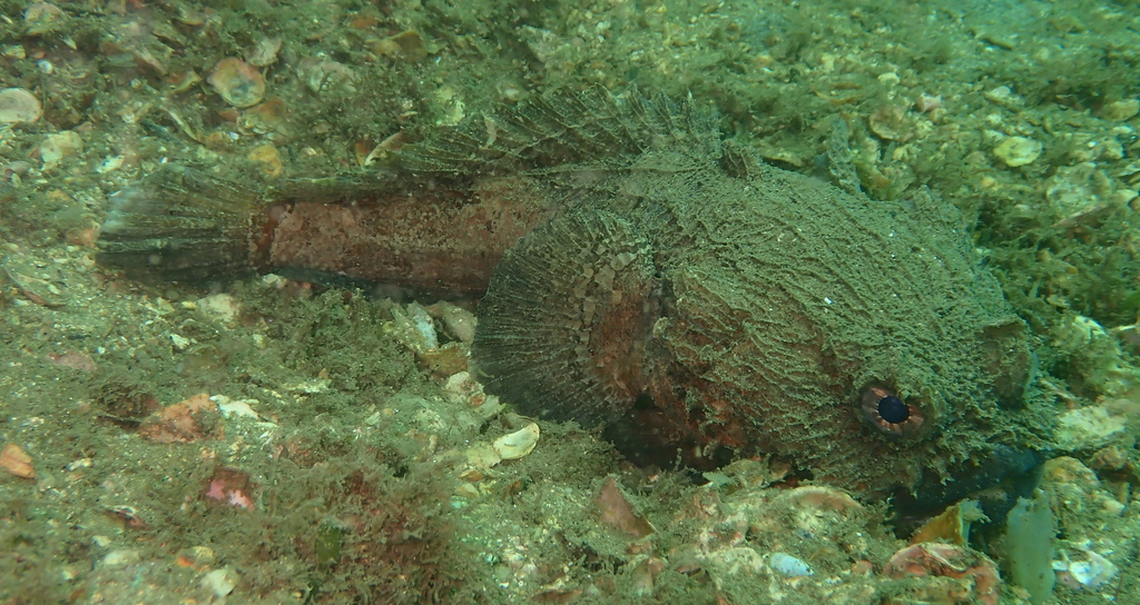 Eastern Frogfish from Sydney NSW, Australia on December 22, 2024 at 09: ...