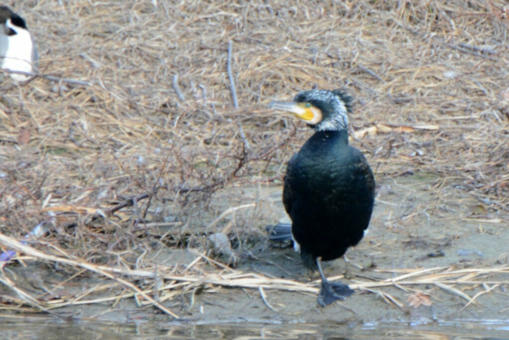 Japanese Great Cormorant from Nakagyo Ward, Kyoto, Japan on February 1 ...