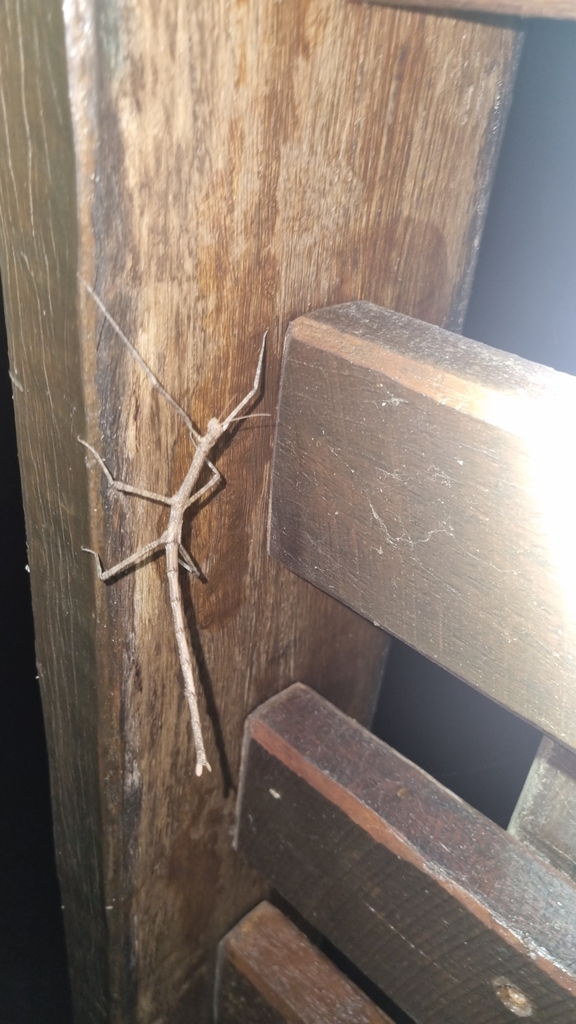Strong Stick Insect from Agnes Water QLD, Australia on December 22 ...