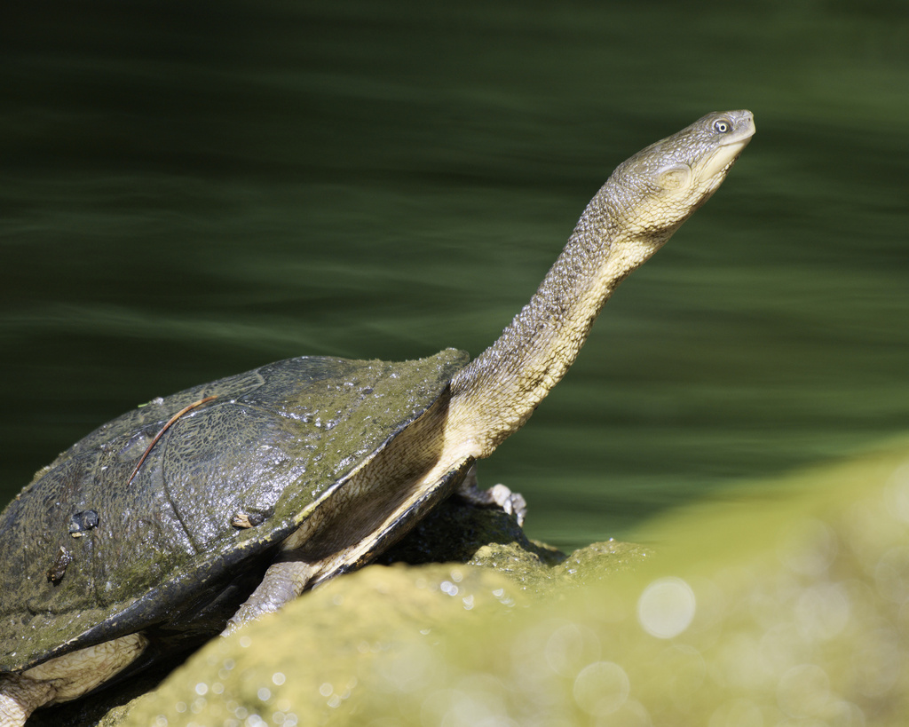 Eastern Snake-necked Turtle (Fauna of Phillip Island ) · iNaturalist