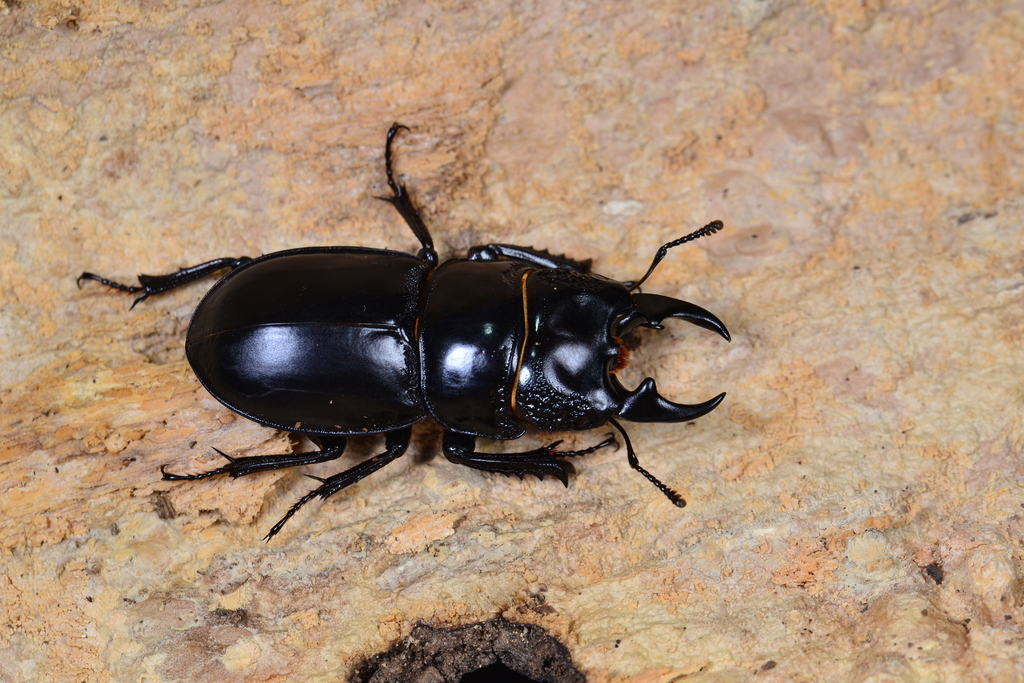 Aulacostethus ruditenporalis in December 2024 by Zhang Ziheng · iNaturalist