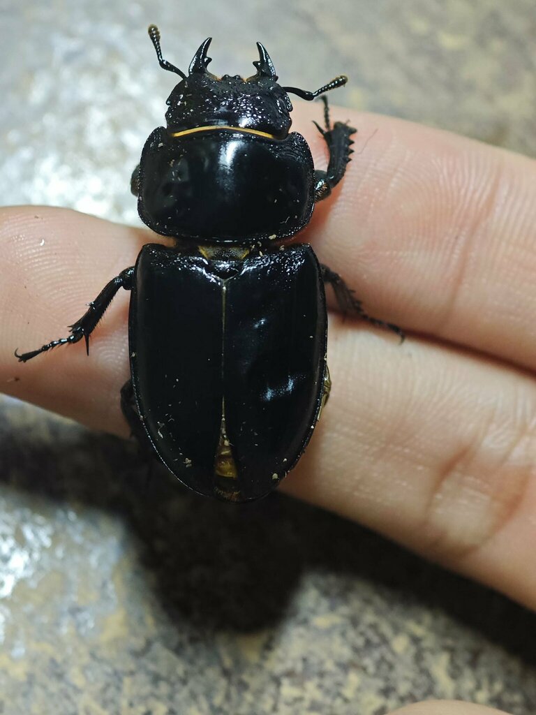 Aulacostethus ruditenporalis in December 2024 by Zhang Ziheng · iNaturalist
