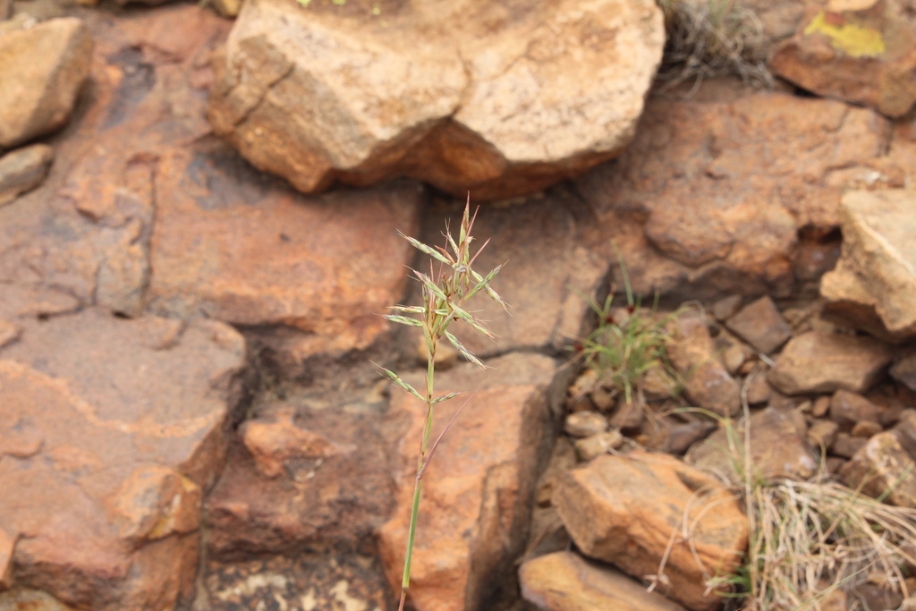 Narrowleaf Turpentine Grass from Fochville, South Africa on December 22 ...