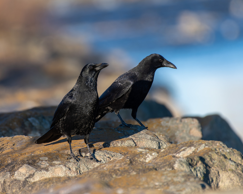 Carrion Crow from Tama Ward, Kawasaki, Kanagawa, Japan on December 15 ...
