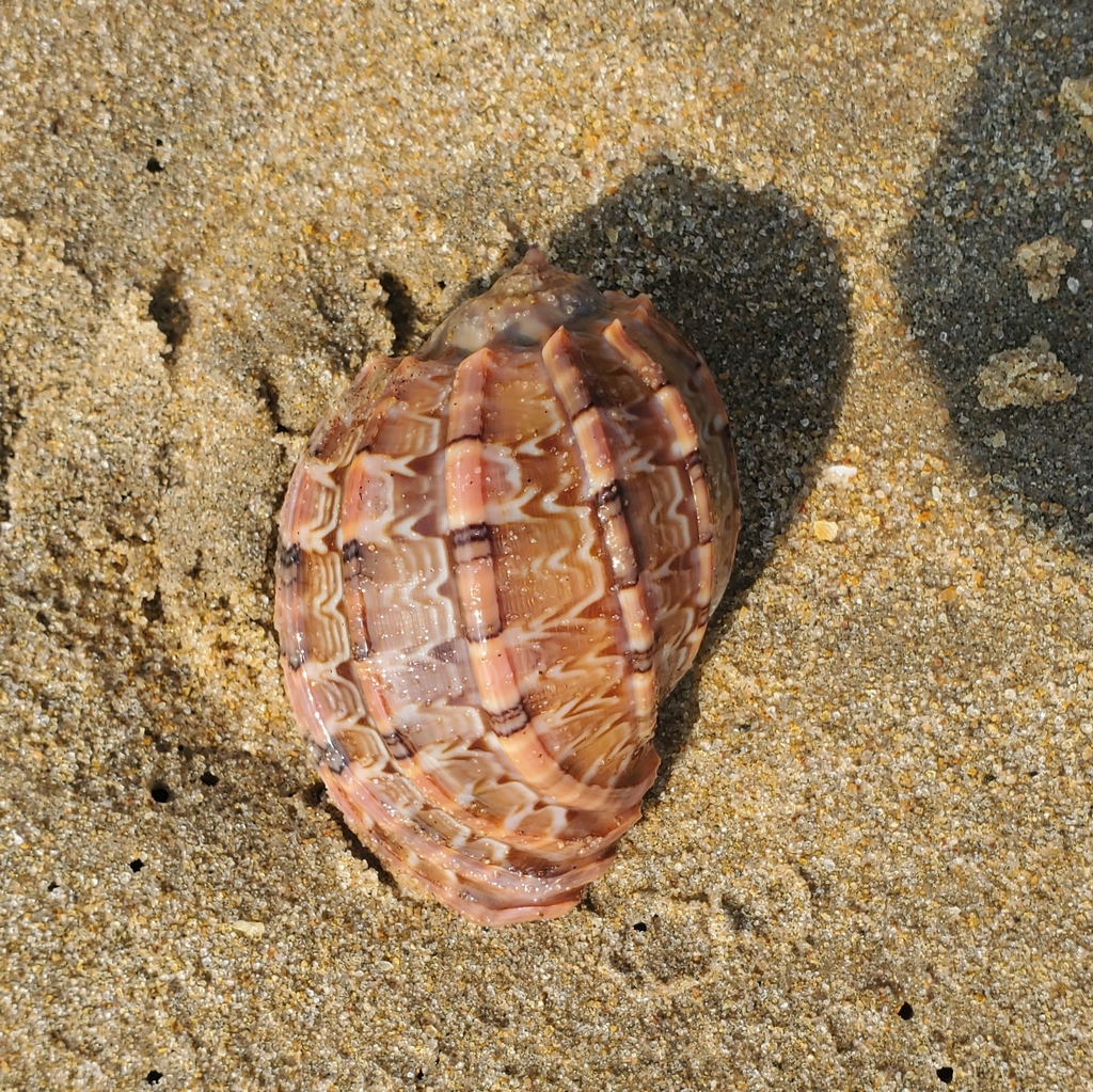 Harpa davidis from VRRG+RMR, Veerampattinam, Puducherry 605007, India ...