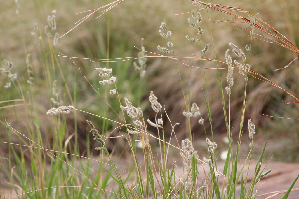 Black-footed Grass from Fochville, South Africa on December 22, 2024 by ...