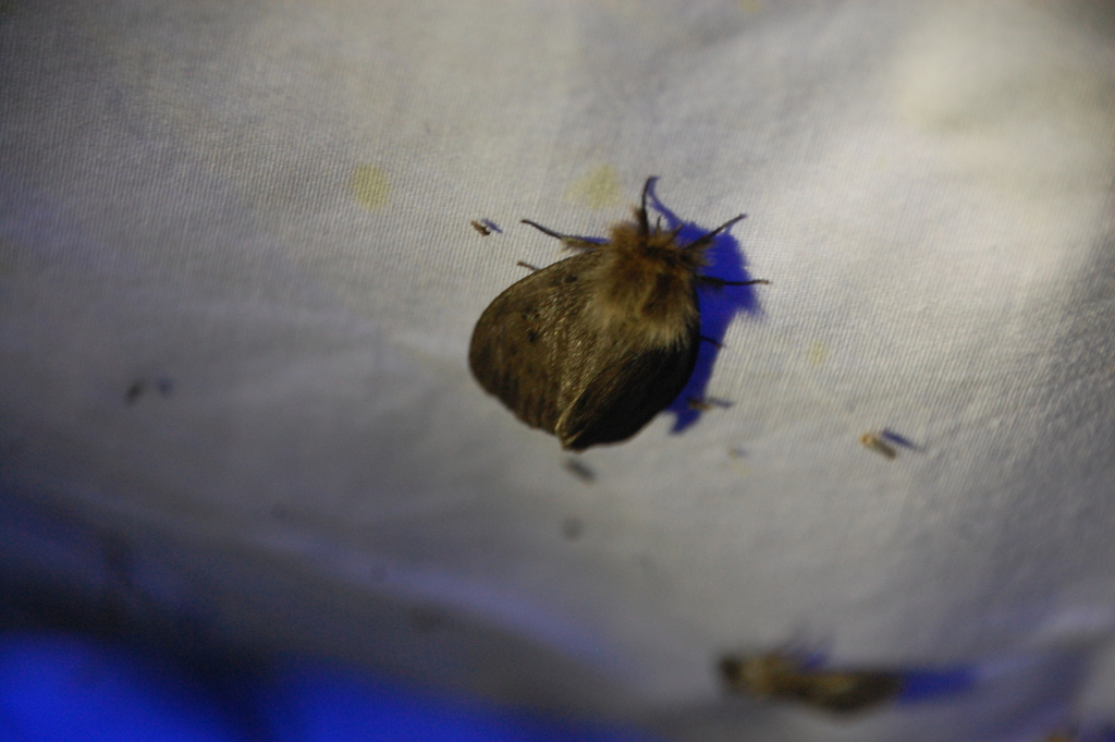 White Cedar Moth from Barakula QLD 4413, Australia on December 22, 2024 ...