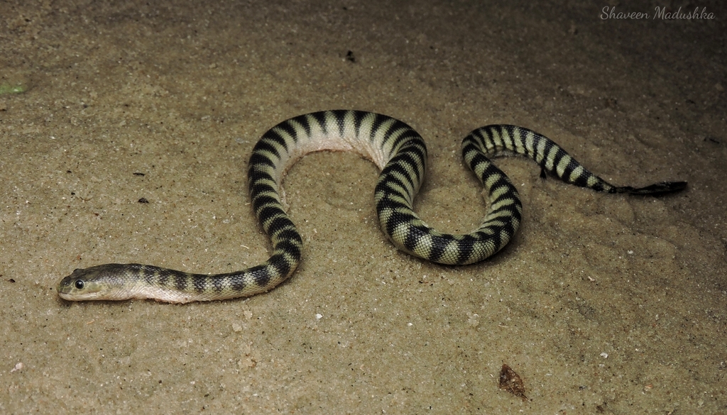Beaked Sea Snake from Wanathavilluwa, Sri Lanka on November 21, 2021 at 01:05 PM by Shaveen ...