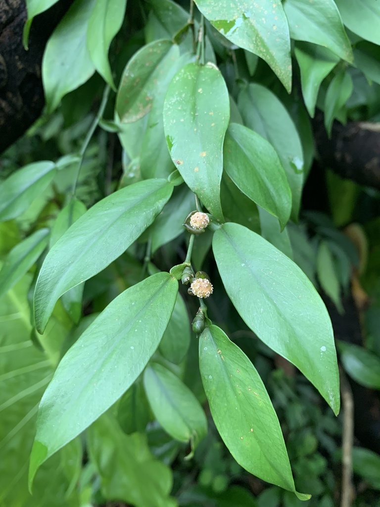 Chinese Pothos from 長埤湖, 三星鄉, 宜蘭縣, TW on December 22, 2024 at 03:22 PM ...