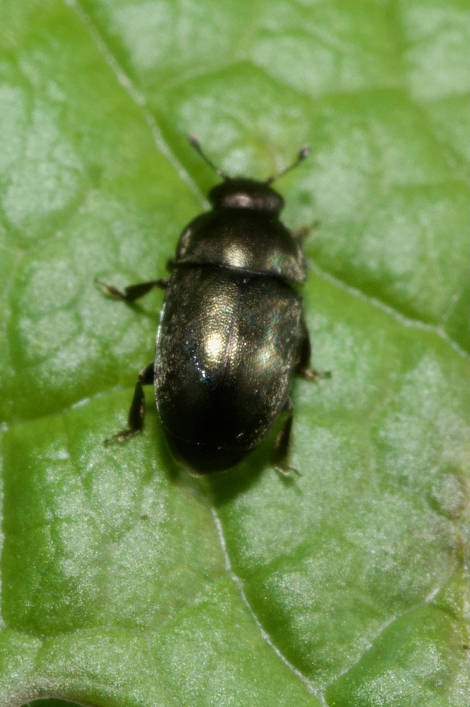 Common Pollen Beetle from Debrecen, Hungary on March 30, 2024 at 03:04 ...