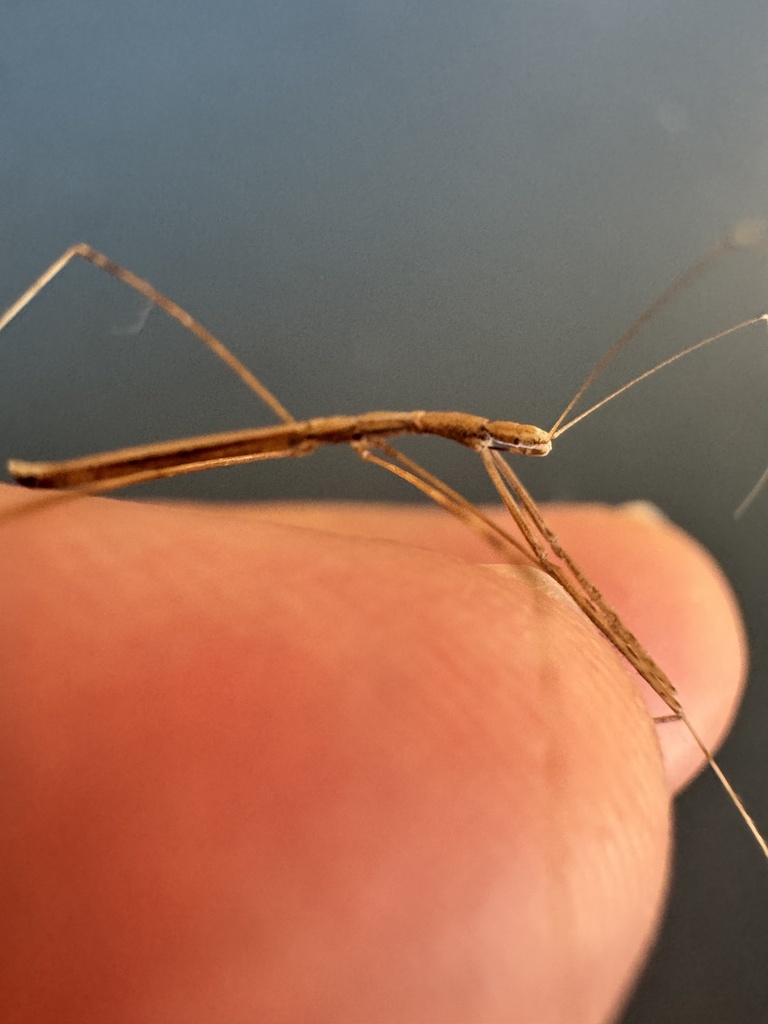 Stick Insects from Illsley Dr, Shadforth, WA, AU on December 22, 2024 ...