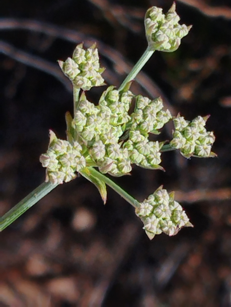 Apioideae from Hawerland Farm, Cederberg Municipality, South Africa on ...