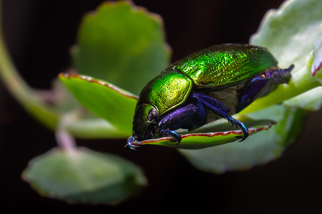 Pelidnota cyanipes from Igaratá, SP, 12350-000, Brasil on December 21 ...