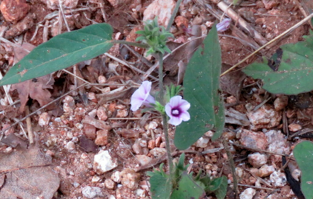 Tiny Morning Glory from Thaggatti R.F., Tamil Nadu 635102, India on ...
