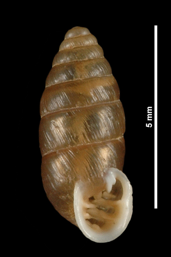 Large Chrysalis-snail | Native Nature