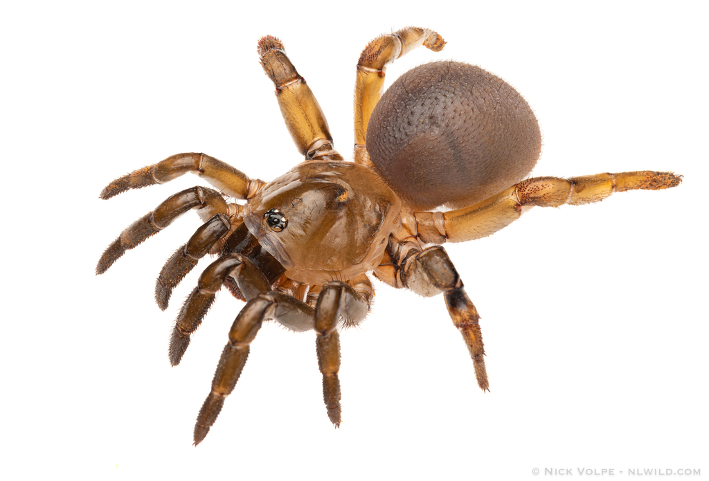 Conothele from Tiwi Islands NT 0822, Australia on July 7, 2024 at 09:45 ...